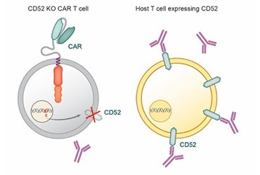 Off-the-Shelf Allogeneic CAR T-Cell Therapy Shows Promise